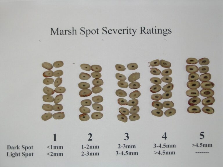 Marsh Spot – Dry Bean Agronomy